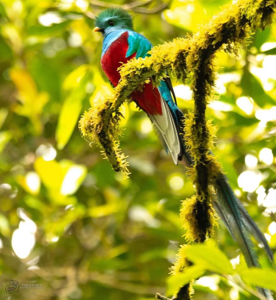 El Quetzal Ave Nacional De Guatemala | Historia Y Leyenda