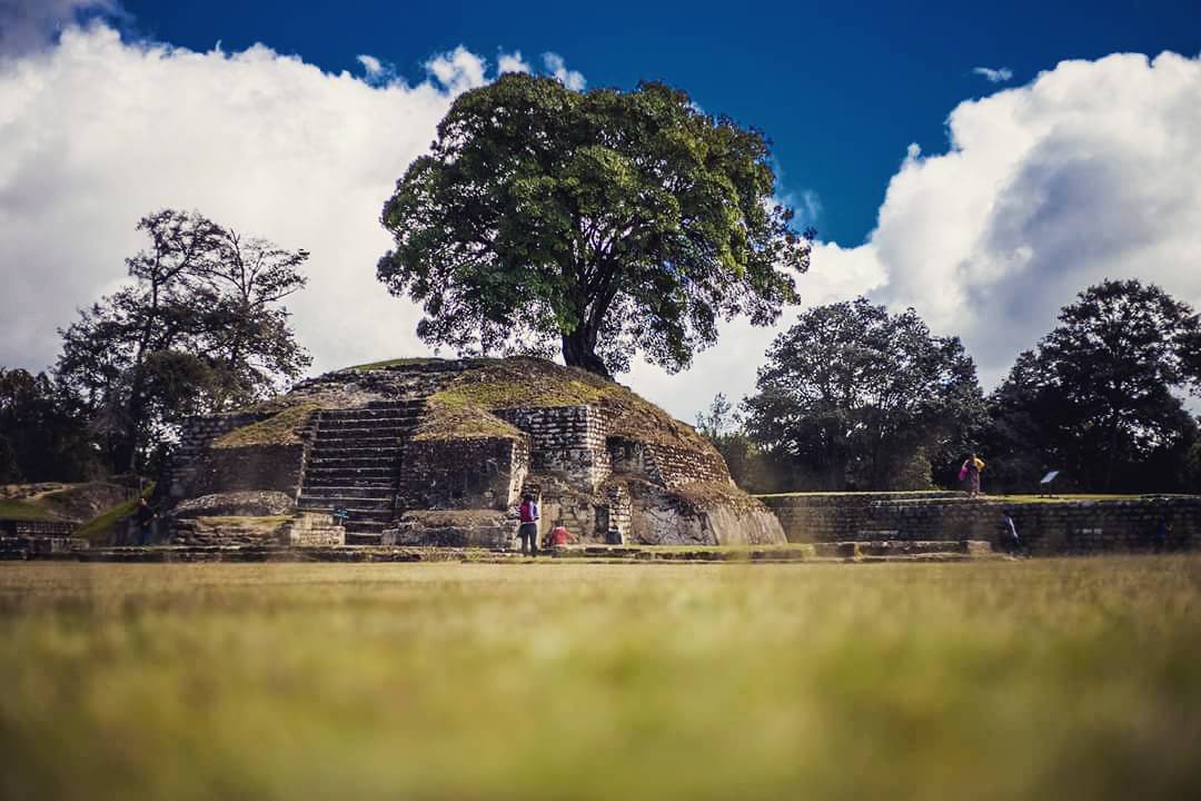 La Ceiba Árbol Nacional De Guatemala | Imperio Chapin